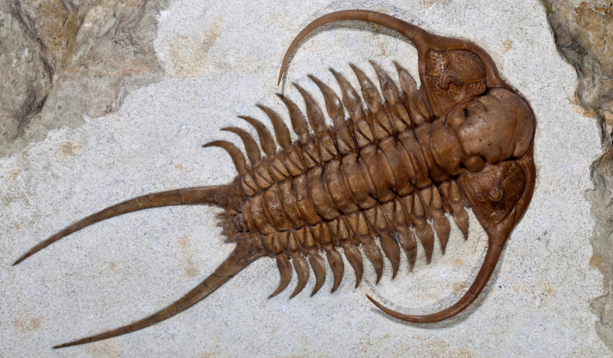 Trilobites: The Most Iconic Fossils You Can Own - mizafossils.com
